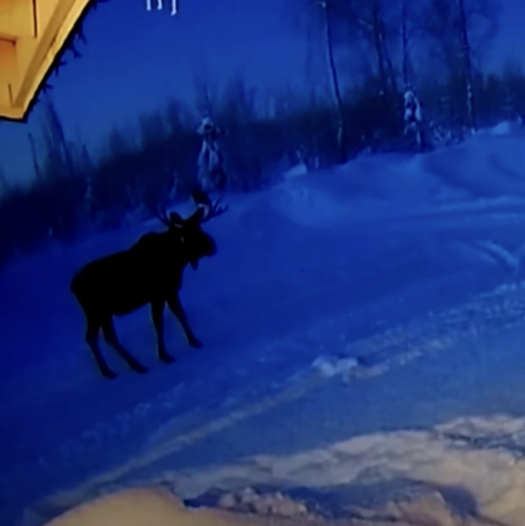 Doorbell camera catches the rare moment a giant moose sheds both ...