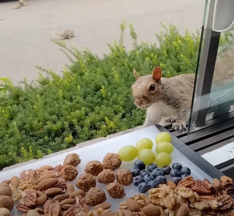 Squirrel visits homeowner’s yard every day so she makes a “charcuterie ...