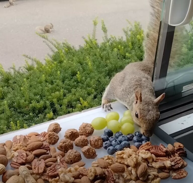 Squirrel visits homeowner’s yard every day so she makes a “charcuterie ...