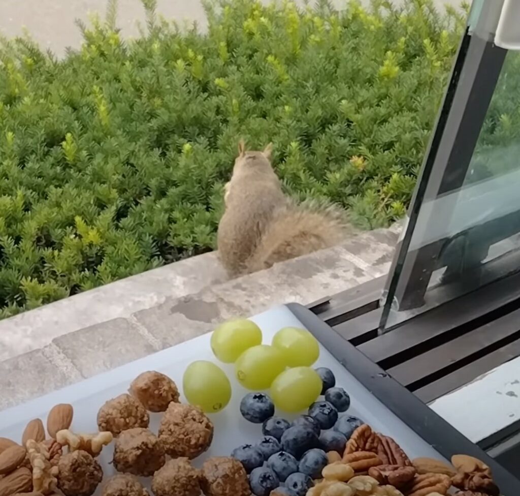 Squirrel visits homeowner’s yard every day so she makes a “charcuterie ...