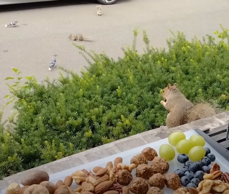 Squirrel visits homeowner’s yard every day so she makes a “charcuterie ...