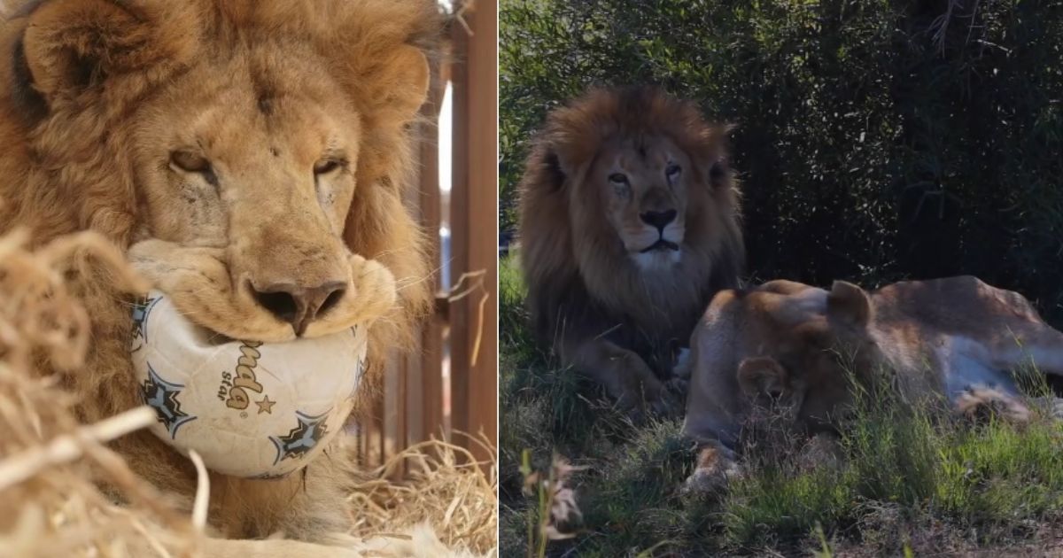 Lions rescued from circus are reunited and the male stays by his wife’s ...