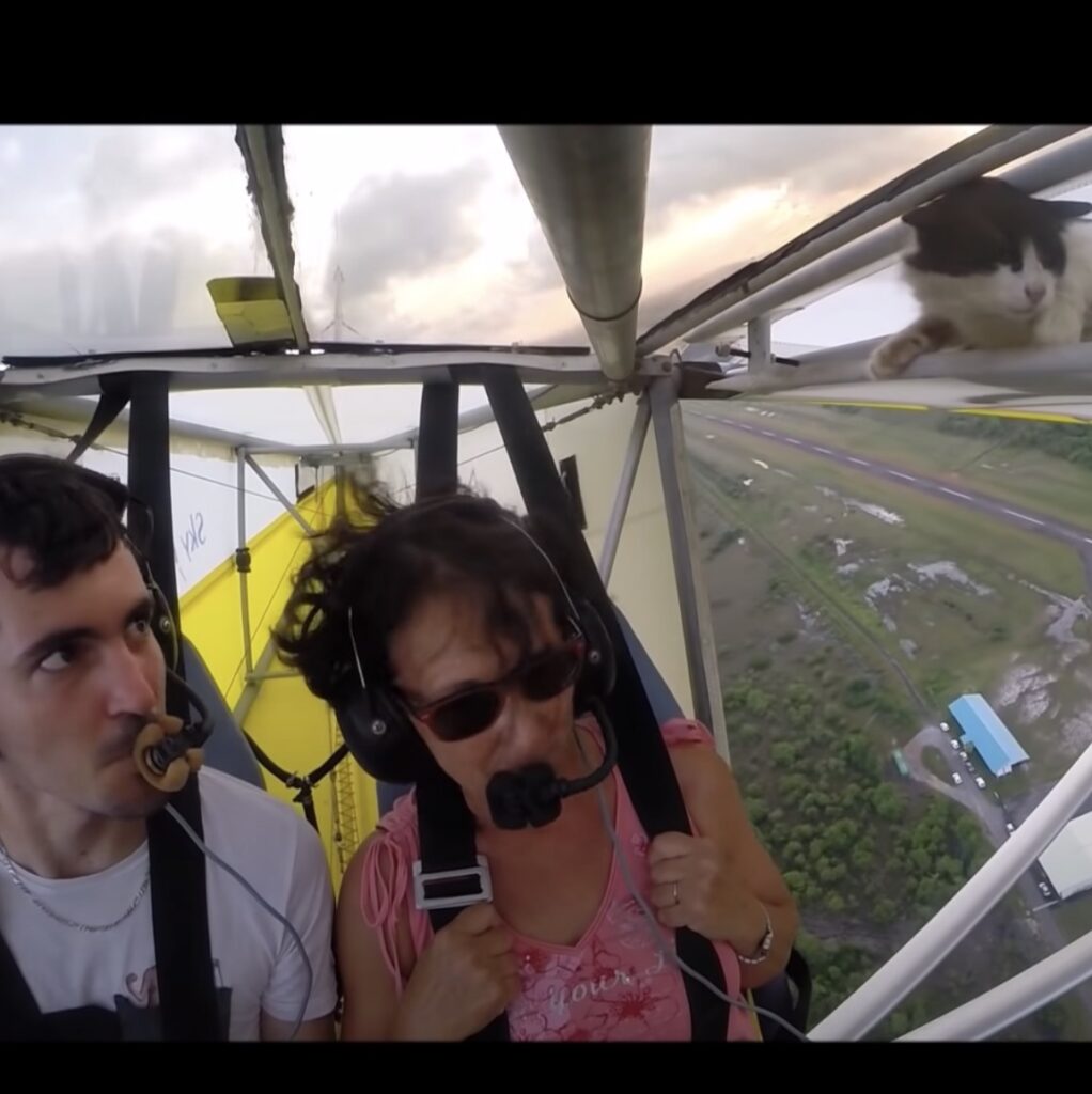 Pilot is busy flying when he looks up to find a cat clinging to the ...