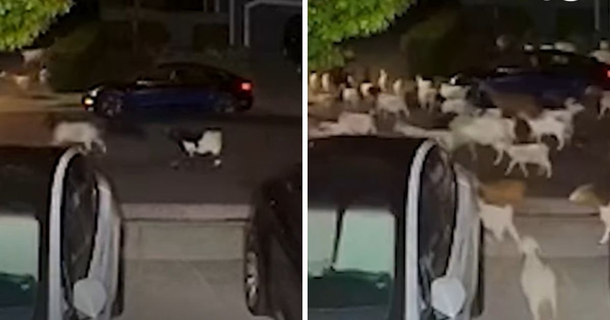 Home cameras capture “baa-d goats” roaming town street by the hundreds ...