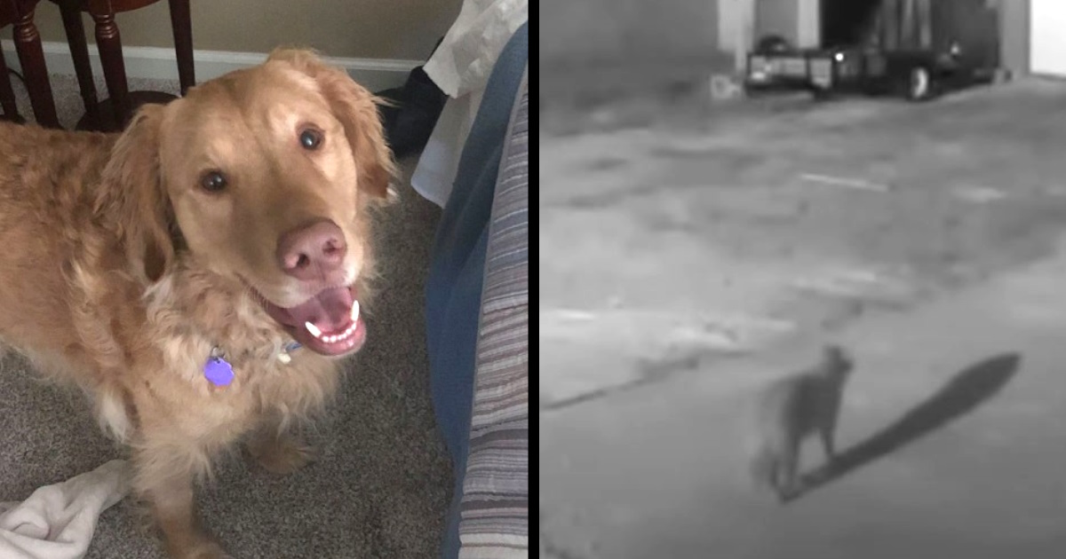 Family dog goes missing then 1 yr later he’s spotted on hidden camera