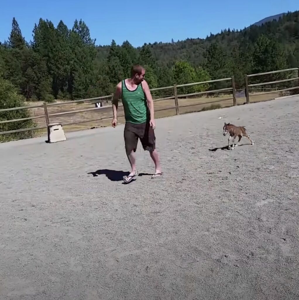 3-day-old baby horse is let loose in a pen and adorably shows off how ...