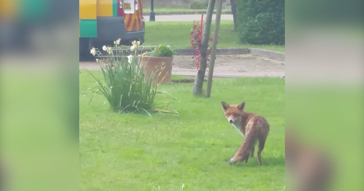 Distressed mama fox cries out for someone to help her baby