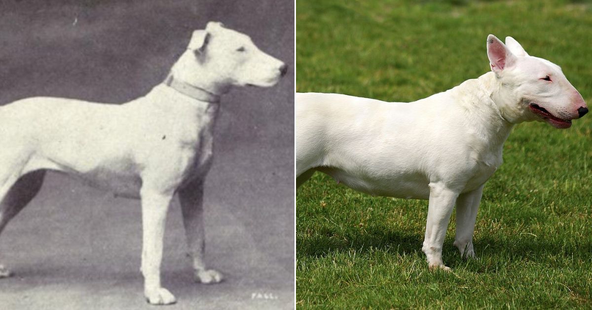 How 100 years of selective breeding have ruined 10+ popular dog breeds