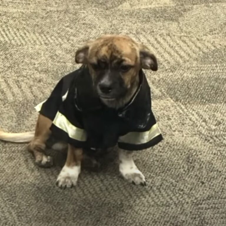 Firemen rescue dog from hot car then his personality makes fire chief ...