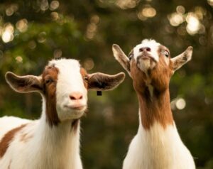 Slow-motion video of baby goats leaping for joy is brightening people’s day