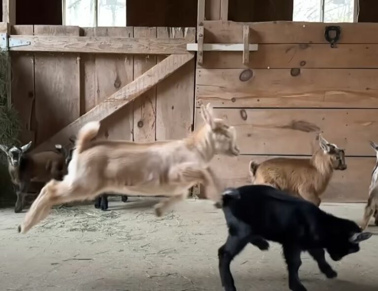 Slow-motion video of baby goats leaping for joy is brightening people’s day