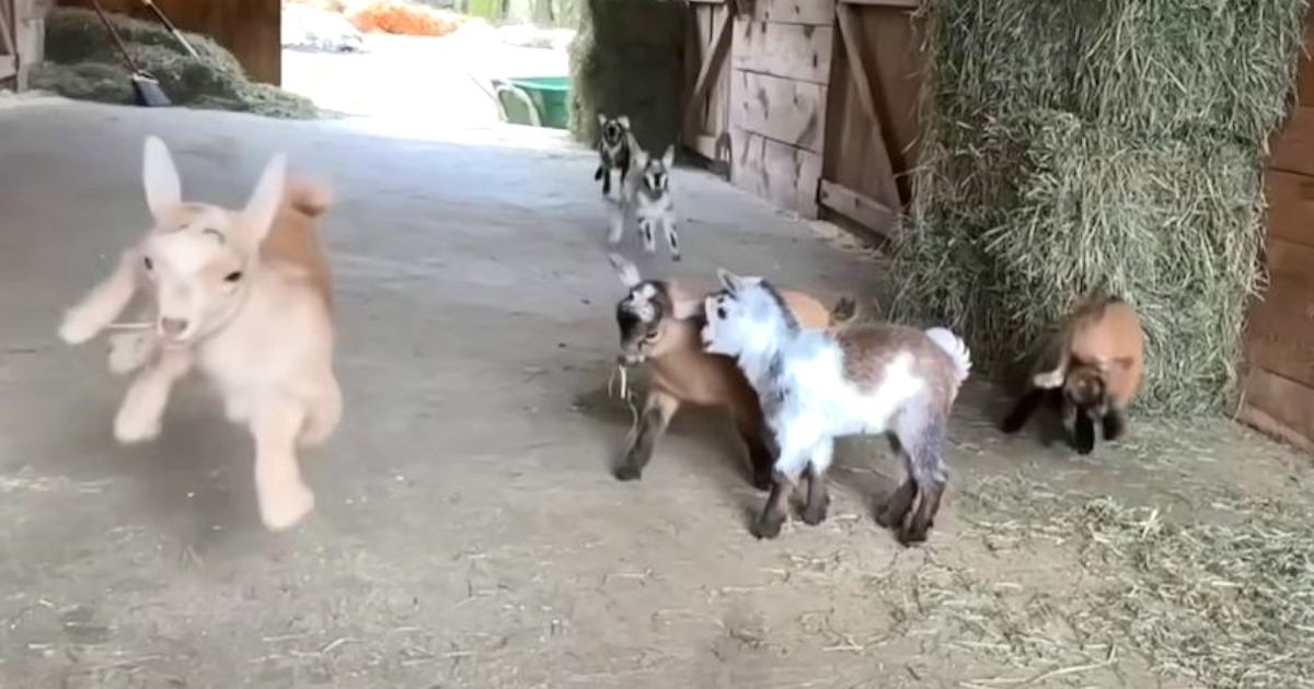Slow-motion video of baby goats leaping for joy is brightening people’s day