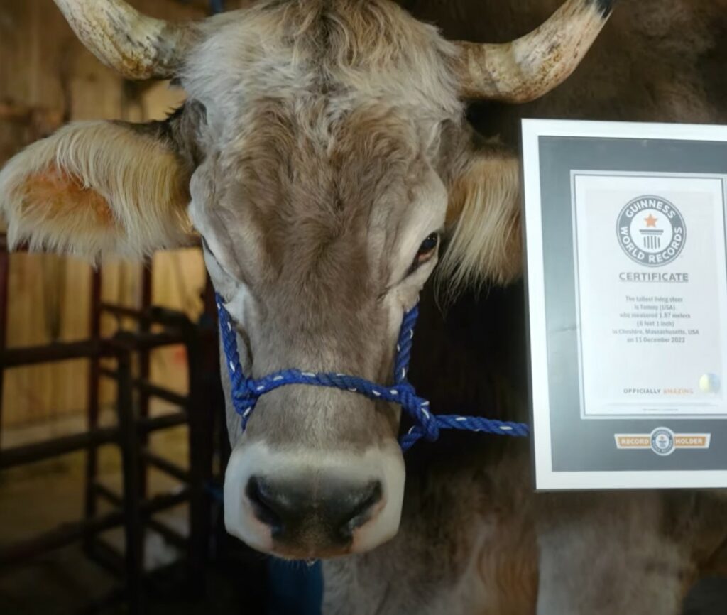 Farmer brings home $10 steer and he grows up to be the “tallest steer ...
