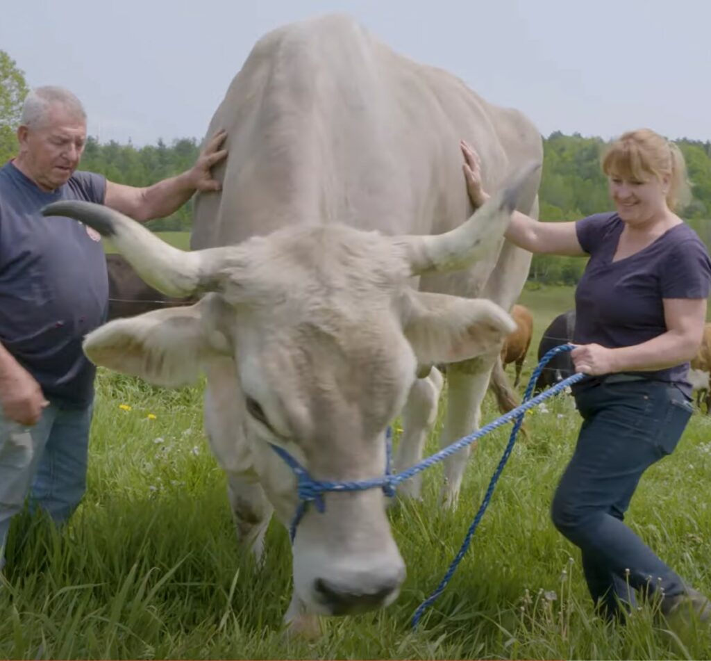 Farmer brings home $10 steer and he grows up to be the “tallest steer ...
