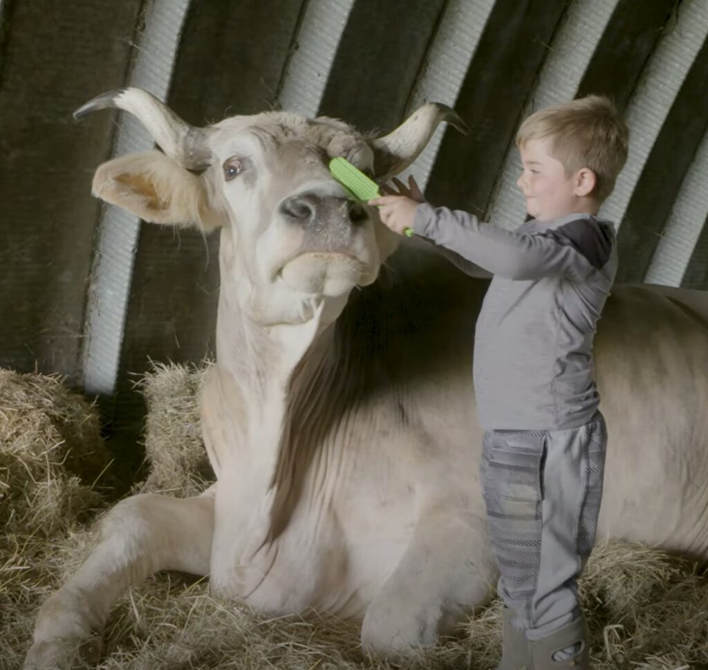 Farmer brings home $10 steer and he grows up to be the “tallest steer ...