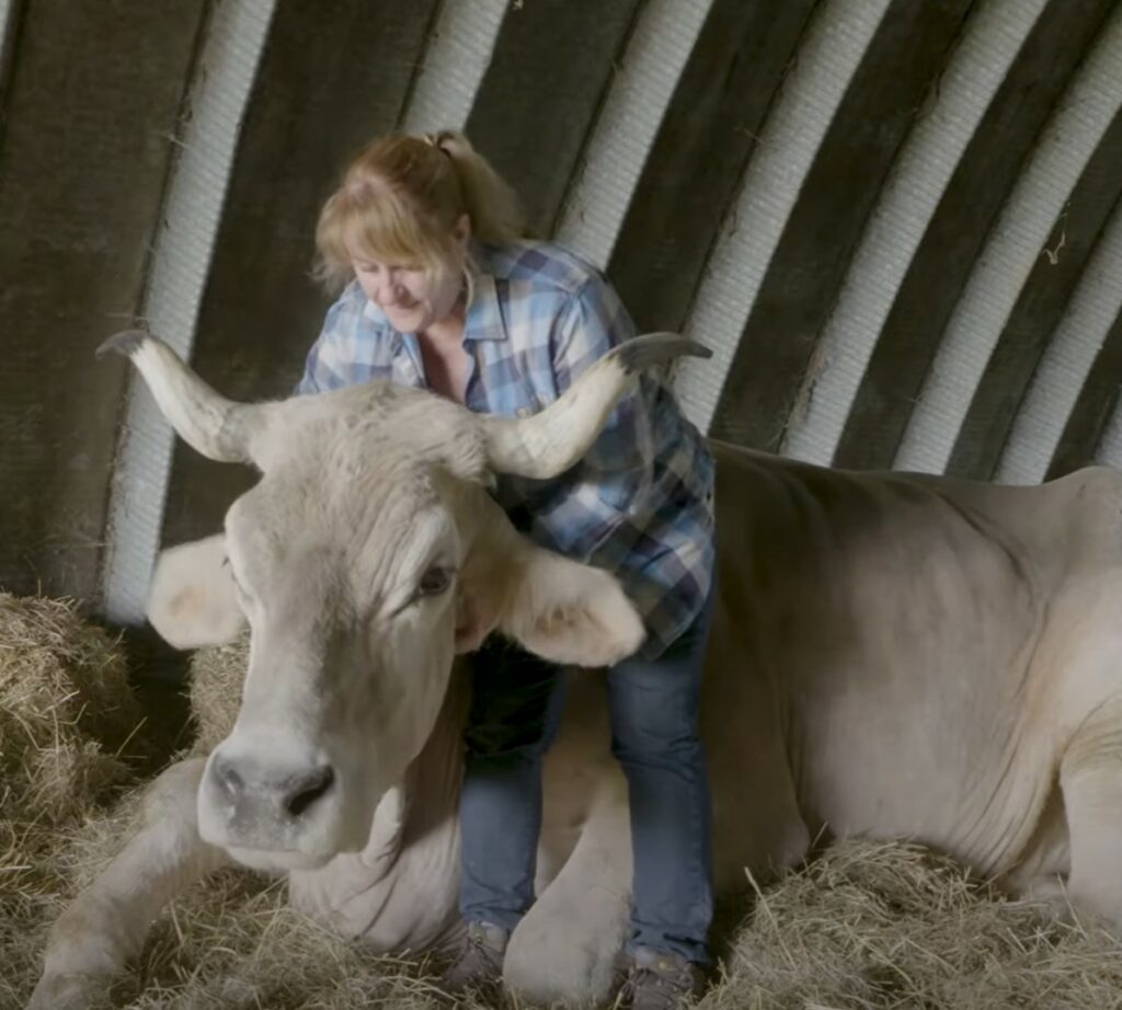 Farmer brings home $10 steer and he grows up to be the “tallest steer ...