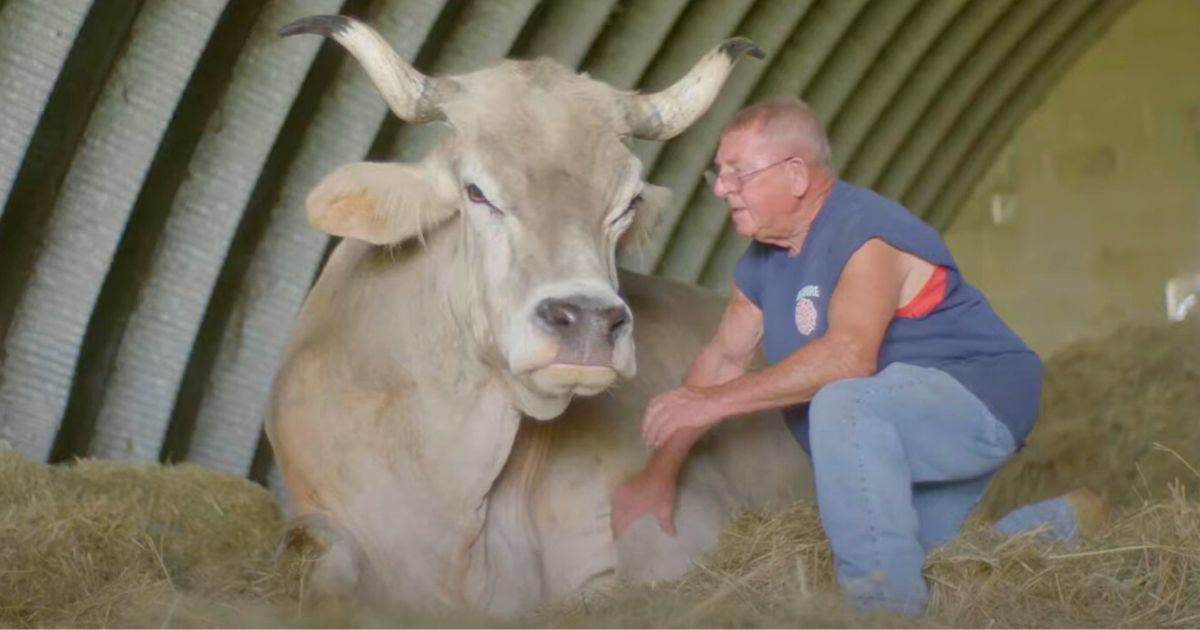 Farmer brings home $10 steer and he grows up to be the “tallest steer ...