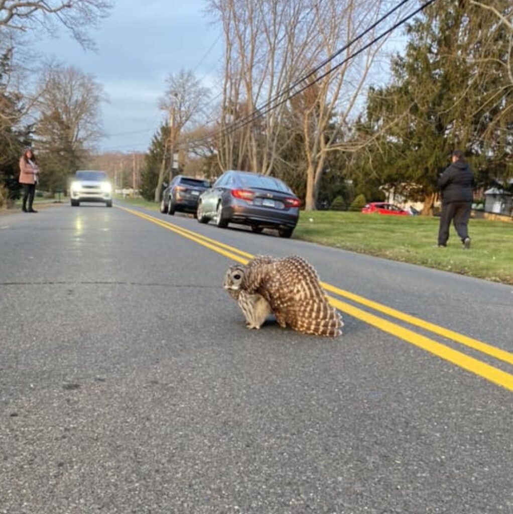 Neighborhood bands together for ‘famous’ injured owl upon recognizing ...