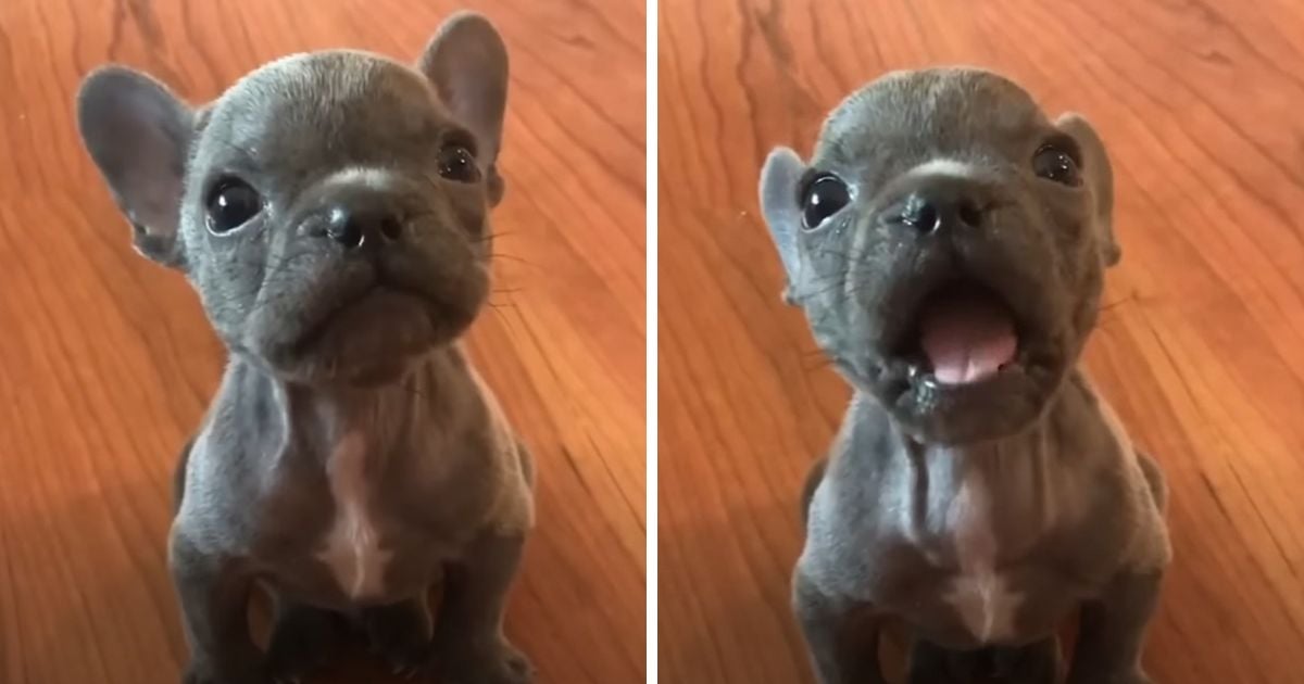 “Premie” Frenchie pit bull puppy adorably lets rescuer know he’s ready ...