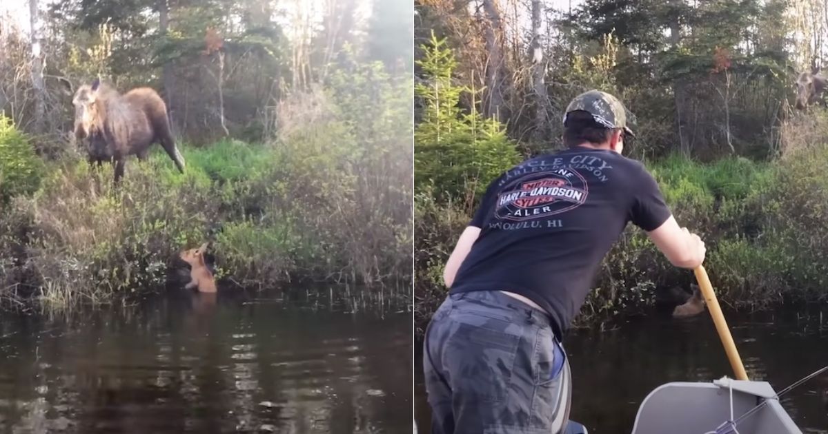 Fisherman spot baby moose drowning in the water and dash in for a ...