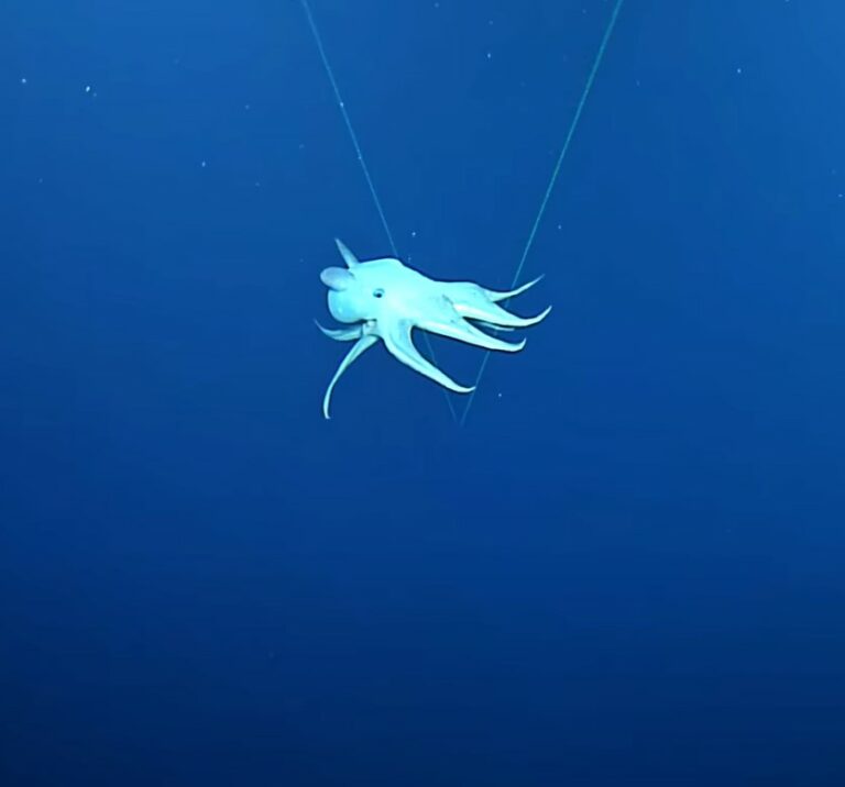 Adorable deep sea Dumbo Octopus captures researchers’ hearts with its ...