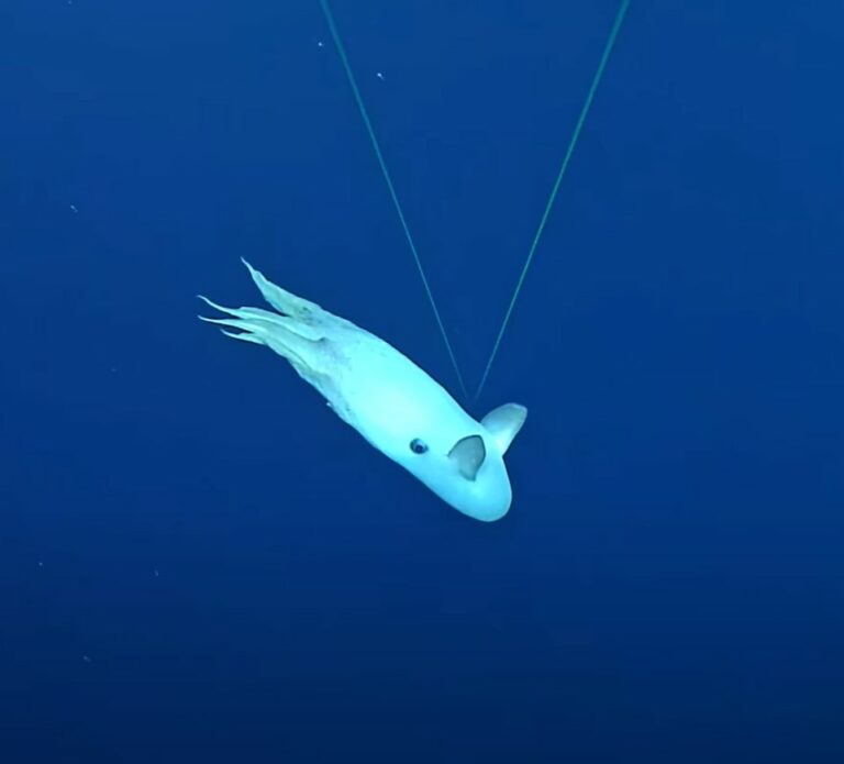 Adorable deep sea Dumbo Octopus captures researchers’ hearts with its ...