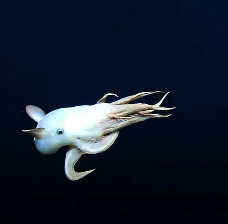 Adorable deep sea Dumbo Octopus captures researchers’ hearts with its ...