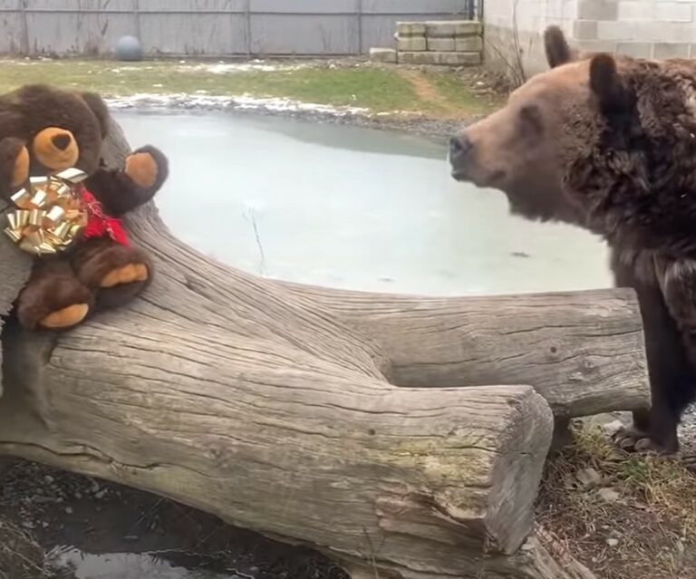 Syrian brown bear melts hearts investigating tiny “imposter” who showed ...