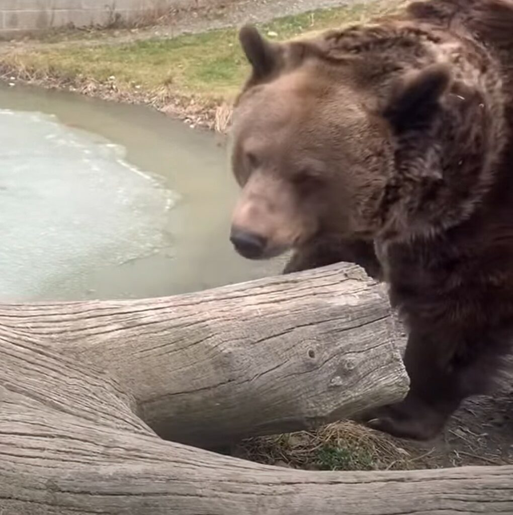Syrian brown bear melts hearts investigating tiny “imposter” who showed ...