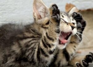 50 Common Things Your Cat Does and What They Actually Mean