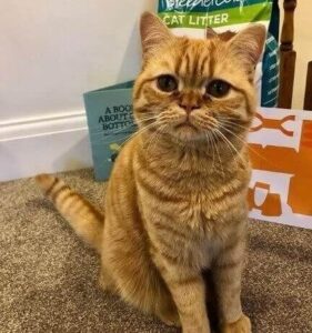 50 Common Things Your Cat Does and What They Actually Mean