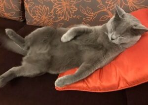 50 Common Things Your Cat Does and What They Actually Mean