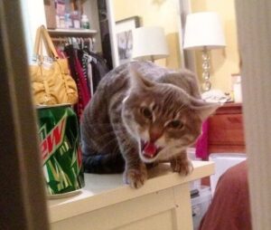 50 Common Things Your Cat Does and What They Actually Mean