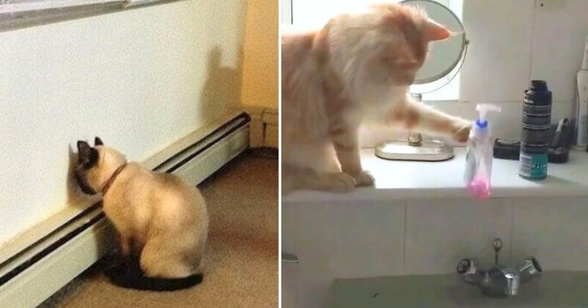50 Common Things Your Cat Does and What They Actually Mean
