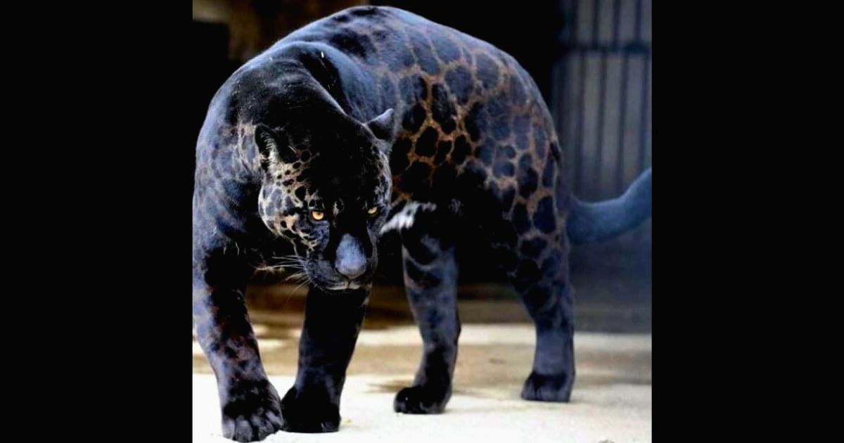 35+ Strange Hybrid Animals You’ve Never Seen Before