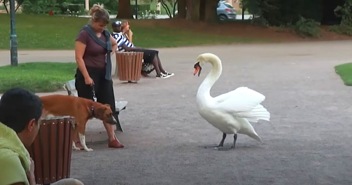 Swan spots dog eyeing him while out for a stroll and shows him why he’s ...