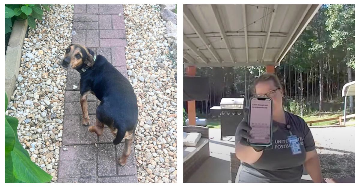 USPS worker flashes homeowner message upon sight of their dog in pain ...