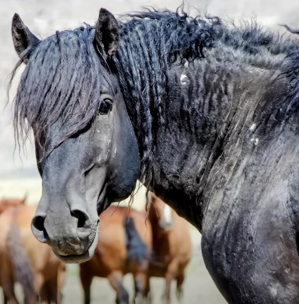 Wild Mustang’s reunion with the only horse he’s ever loved melts over ...