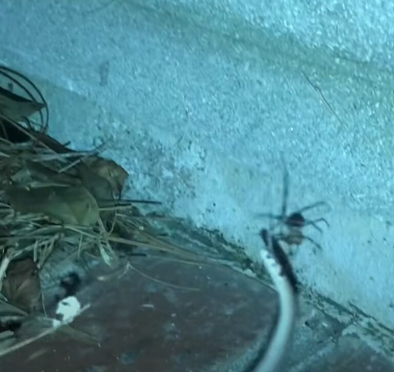 Spider throws a monkey wrench in nature’s spokes after snake slithers ...