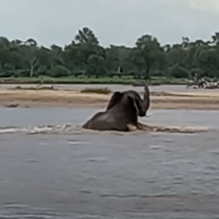 Crocodile takes chomp of elephant’s tail and promptly learns why that’s ...