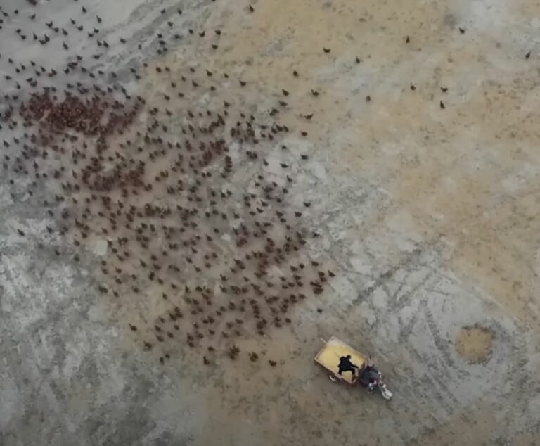 Farmer and his 70,000 chickens rejoice in becoming online celebrities