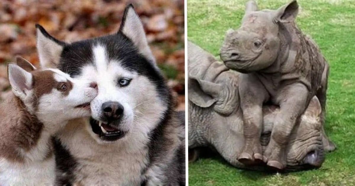 40 Tiny animals being annoying to mom, but adorable to us