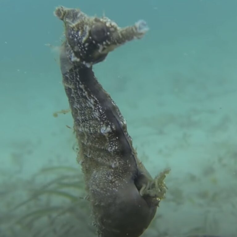 Diver finds pregnant seahorse on ocean floor, filming when a tiny tail ...