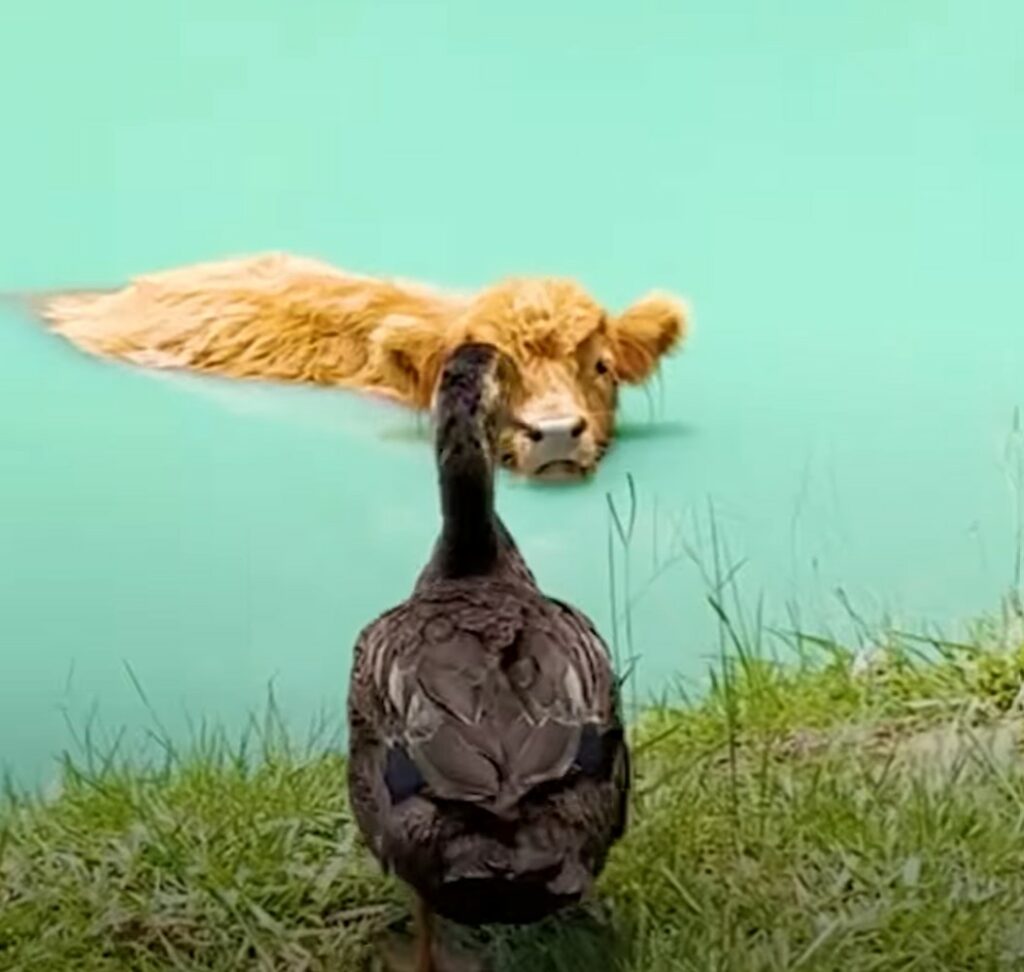 Duck forms bond with “mini cow” so strong she won’t go swimming without him