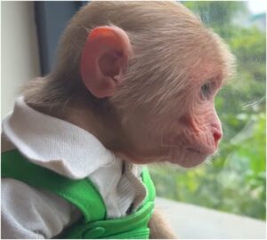 Baby monkey thrilled to see dad after days of separation