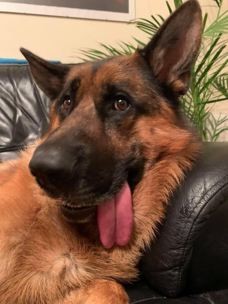 40 Reasons you better think twice before owning a German Shepherd