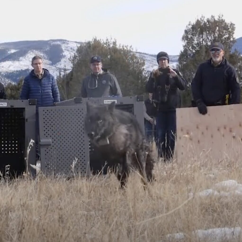 Wildlife team looks on in awe as large gray wolves are released into ...