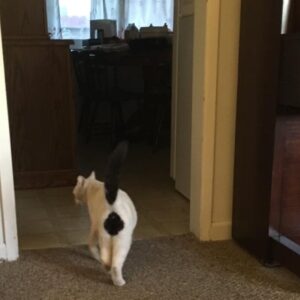 30 Hilarious Cat Pics That Are Next to Impossible Not to Laugh At