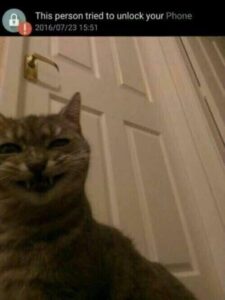 30 Hilarious Cat Pics That Are Next to Impossible Not to Laugh At