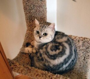 30 Hilarious Cat Pics That Are Next to Impossible Not to Laugh At